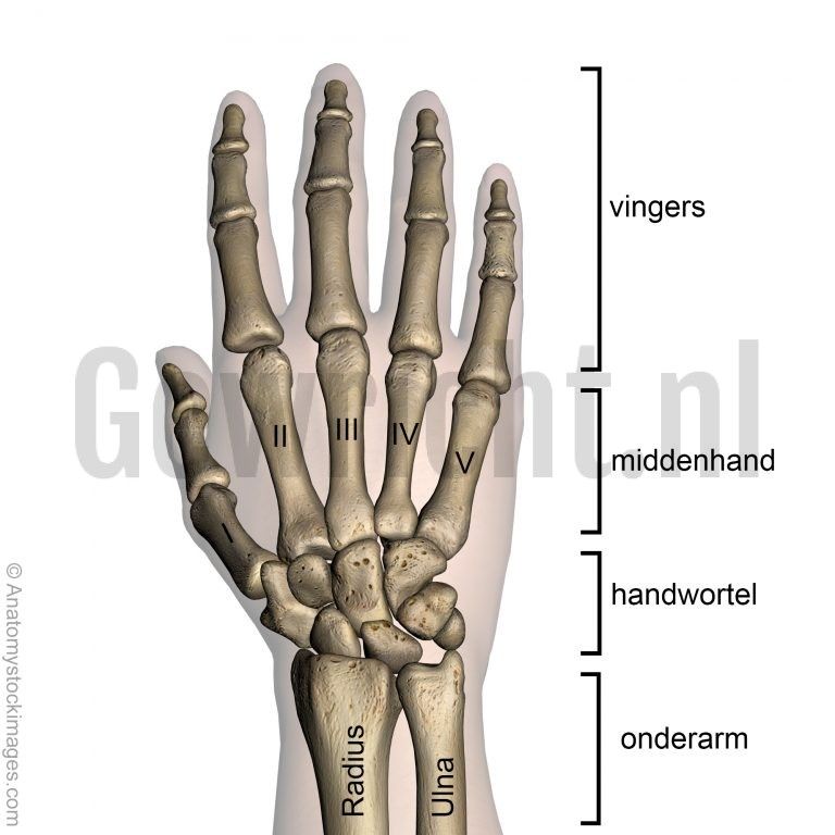 Handwortel en middenhand - GEWRICHT.nl