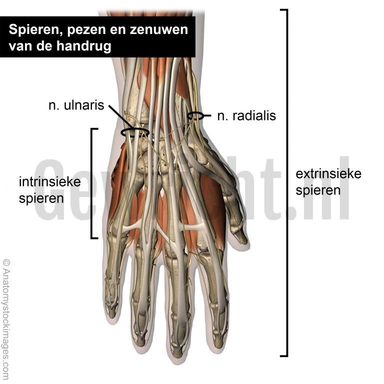 Vingers - GEWRICHT.nl